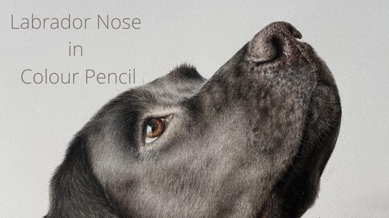 Labrador Nose in Color Pencil | Draw with me ️ - YouTube