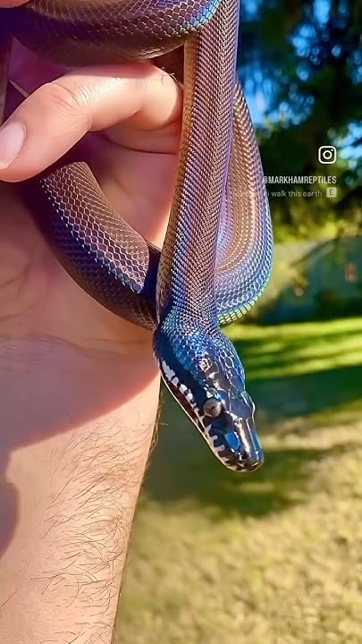 Iridescent Snake - Northern White Lipped Python - YouTube