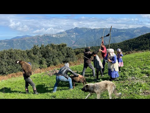 Oğrular Qoyun oğurlamağa çalışdı! Köçəri Ailənin Gündəlik Həyatda Təhlükələri