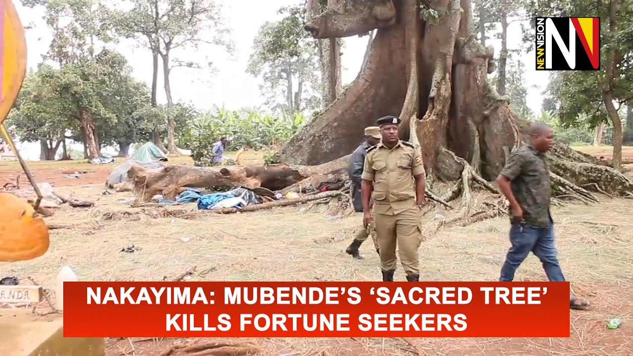 NAKAYIMA: Mubende’s ‘sacred tree’ kills fortune seekers - YouTube