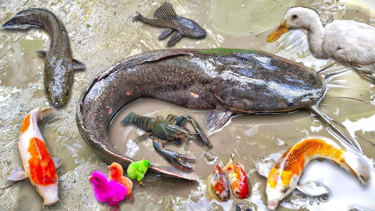 Finding Ornamental Fish in Holes, Swans,Koi Fish,Giant Catfish ...