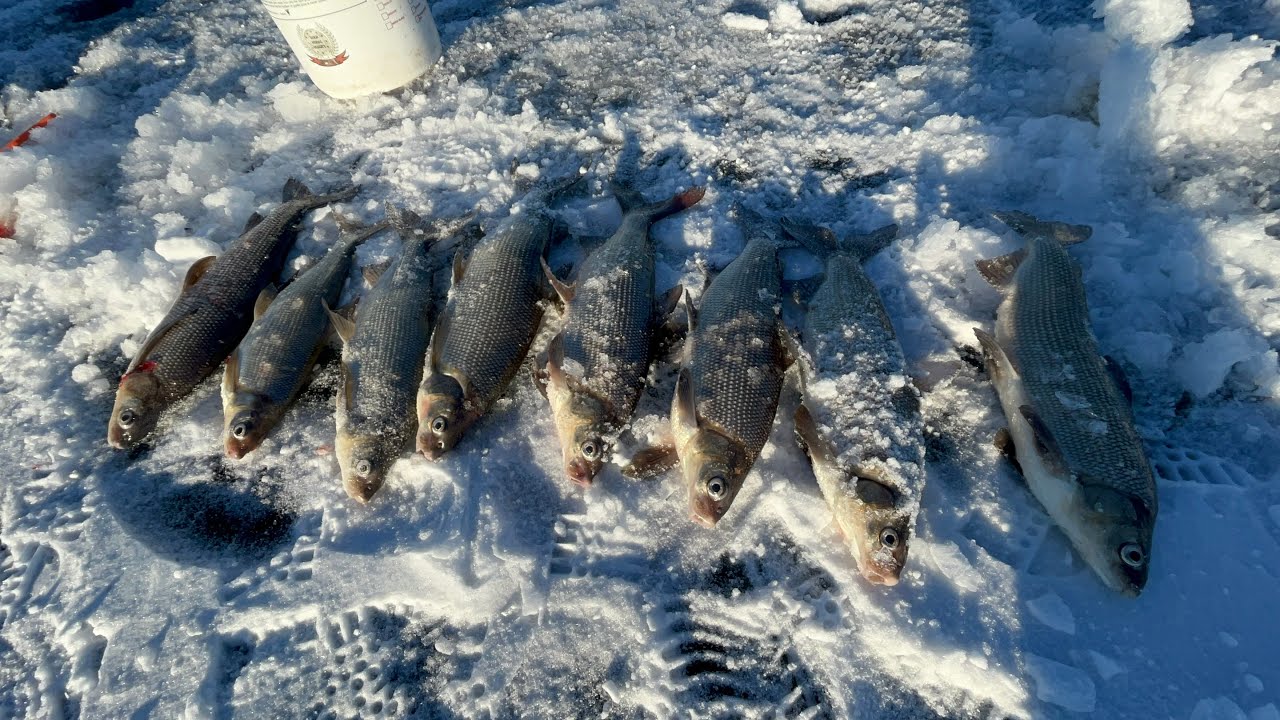十二月初的横断水库 独钓寒江雪 Traverse Reservoir Ice Fishing 2022Dec09 - YouTube