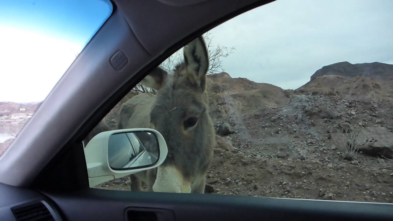 Bichon Frise Dogs barking at Burros, Oatman Arizona Route 66 United ...