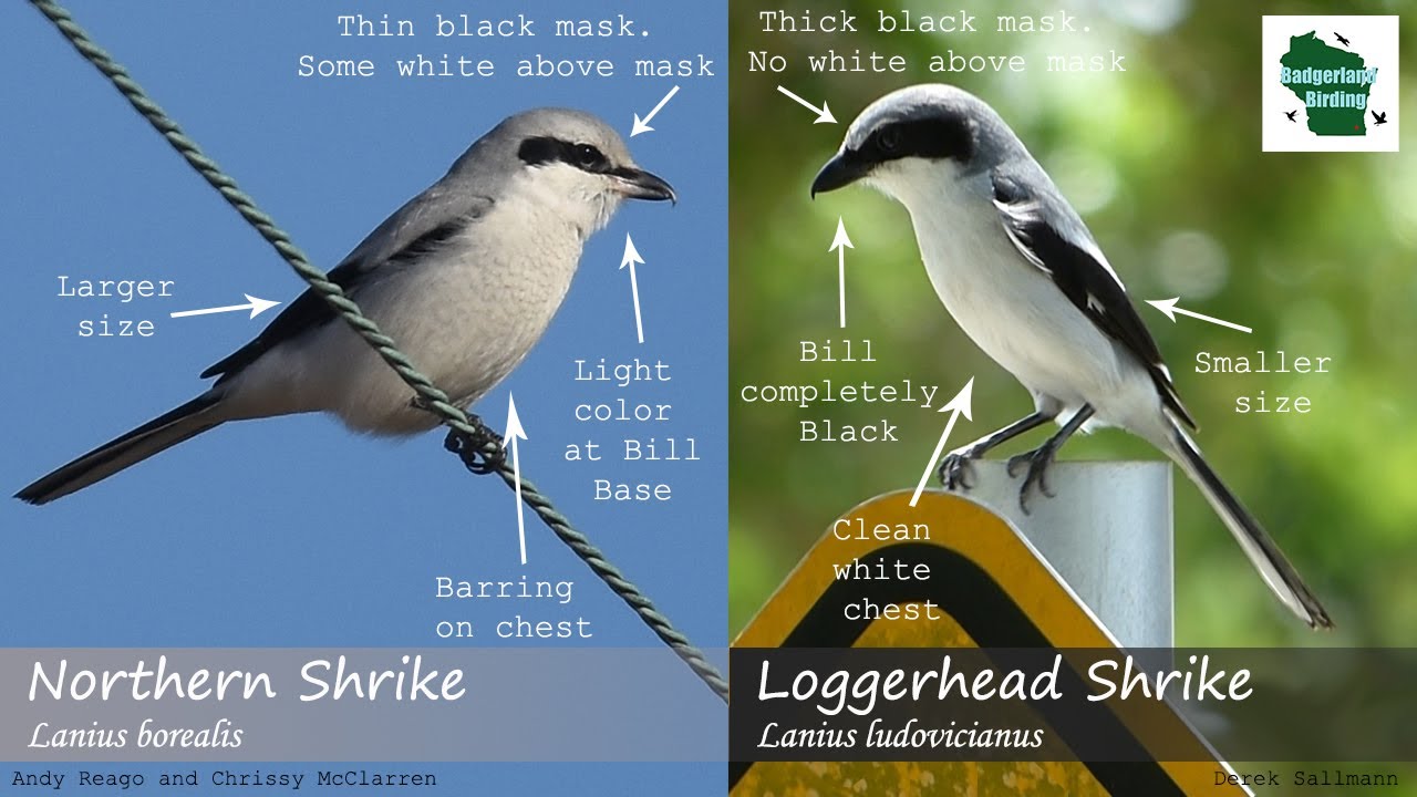 ID Tips: Loggerhead Shrike vs. Northern Shrike - YouTube