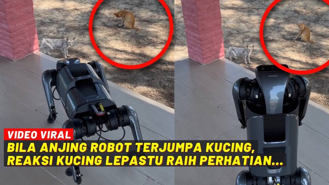 BILA ANJING ROBOT TERJUMPA KUCING, REAKSI KUCING LEPASTU RAIH PERHATIAN ...