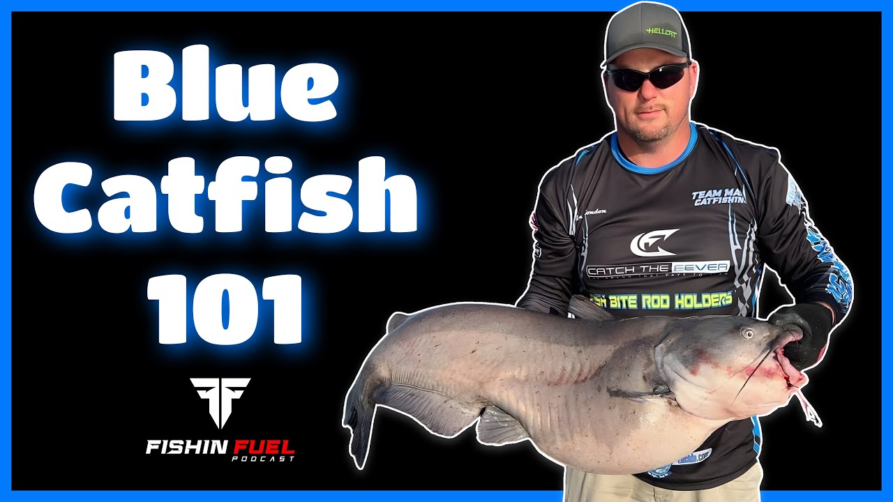 Catfishing - How To Catch More & Bigger Catfish - YouTube