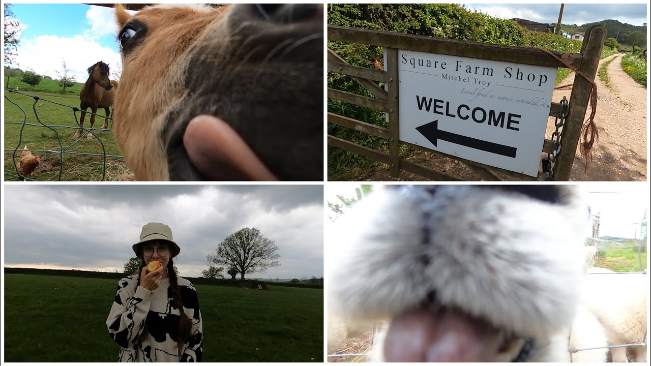 Farm shop adventure turned into saying Hi to some baby animals 🐴🐑 - YouTube