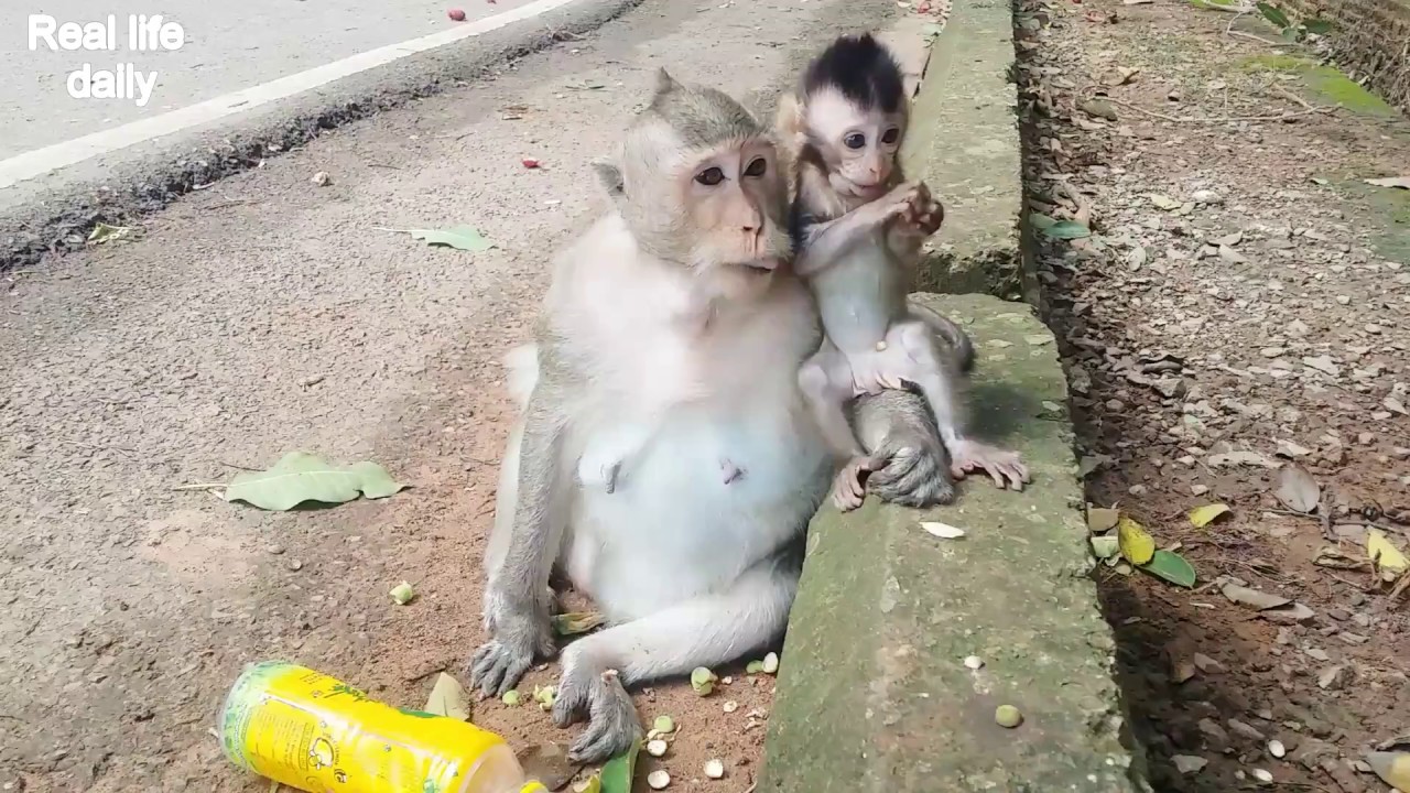 Babies Monkey Fall down !! Monkey Mom Pull Baby her - YouTube