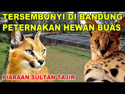 Grebek Peternakan Hewan Buas Piaraan Sultan Tajir Tersembunyi Di Bandung - Kucing Caracal & Serval