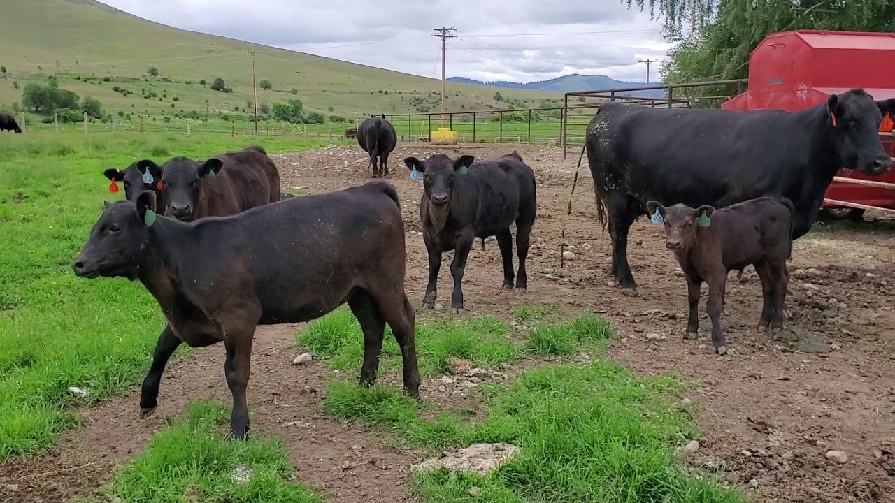 Double J Cattle Company 2020 Calves- Moiese, Montana - YouTube