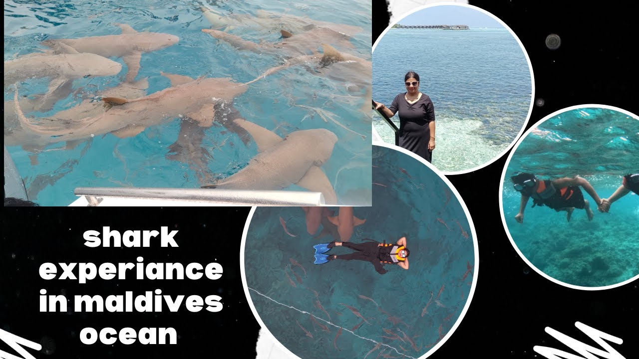 Swimming with Nurse Sharks in the Maldives - Thrilling Adventure! - YouTube