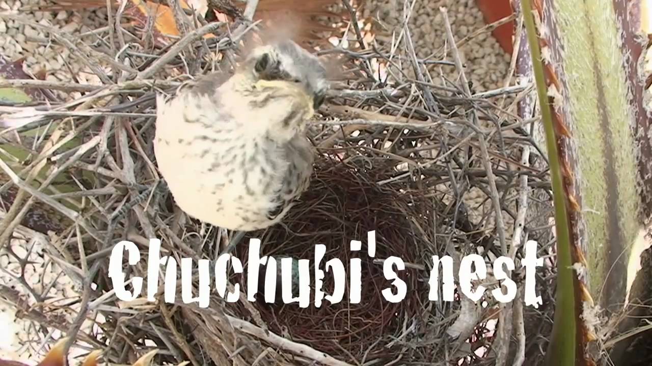 Chuchubi's nest - YouTube