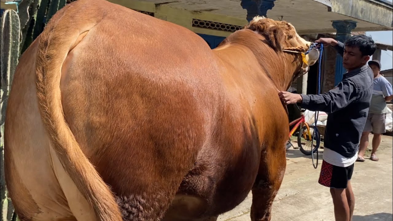 SAPI JUMBO DI LERENG TELOMOYO SIAP DI BOKING ️🔥🔥🔥 - YouTube