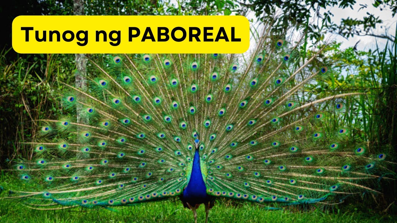 Tunog ng PABOREAL | Sound of PEACOCK - YouTube