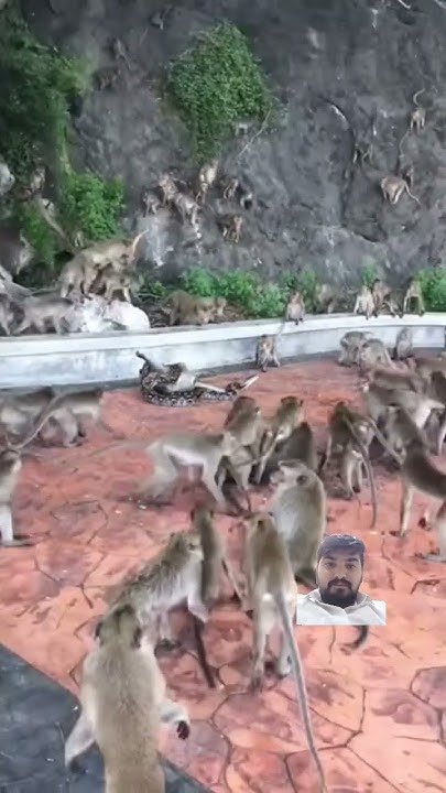 wild python attack monkey group #animals #monkey #wildlife #wildanimals ...