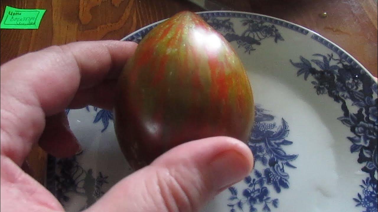 Томат Богатырь ИЛЮША. - YouTube