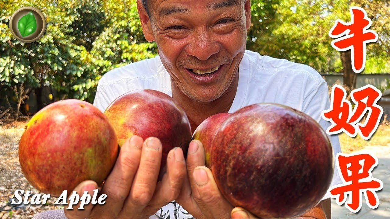 農村第8集 | 牛奶果 | 星蘋果 | Star Apple | 萍哥Pinger - YouTube