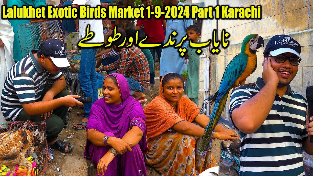 Lalukhet Exotic Birds and Parrots Market Part 1 Karachi 1-9-24 | Rare ...
