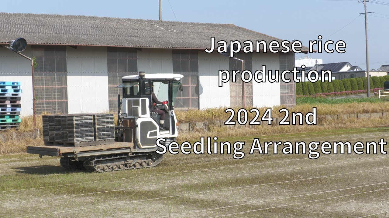 Japanese Rice Cultivation 2024 2nd Seedling Arrangement - YouTube