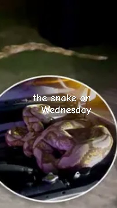 15-Foot Python Traps Man on Truck in Garland Neighborhood! #viralshorts ...