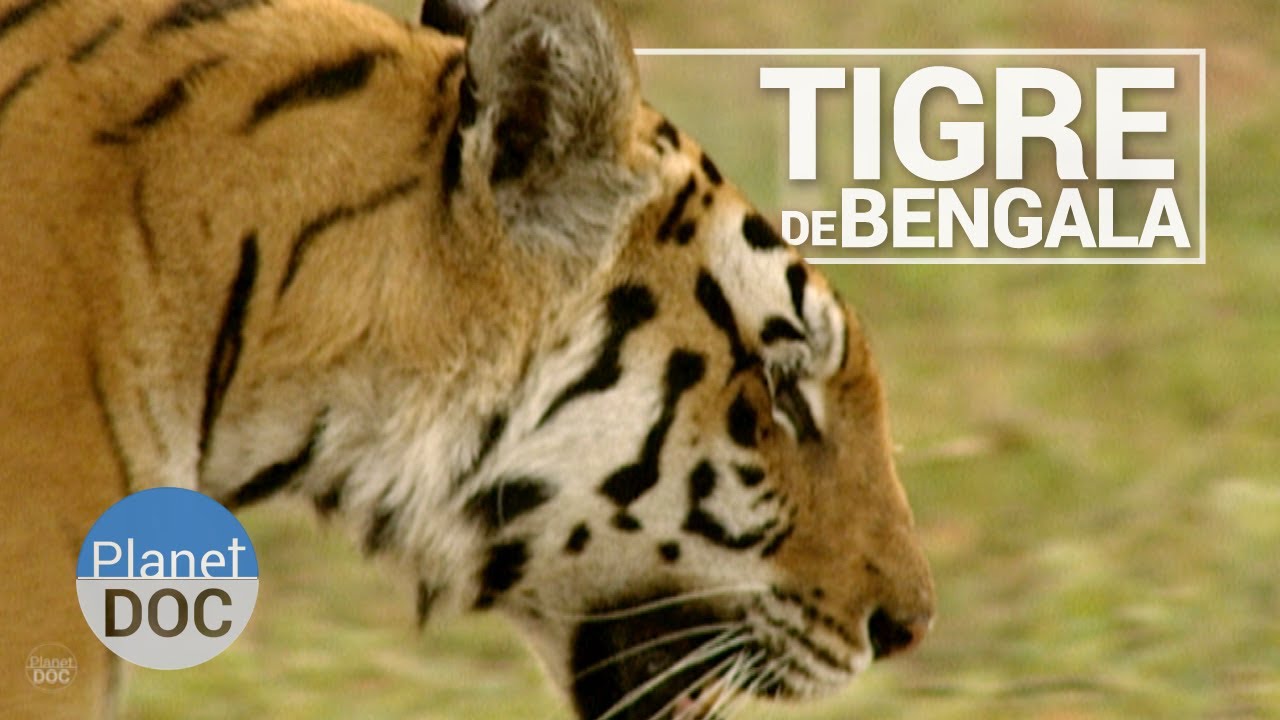 El Tigre de Bengala | Animales Salvajes - Planet Doc - YouTube