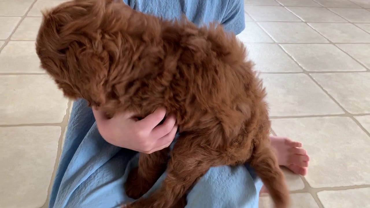 Crying Clifford - YouTube