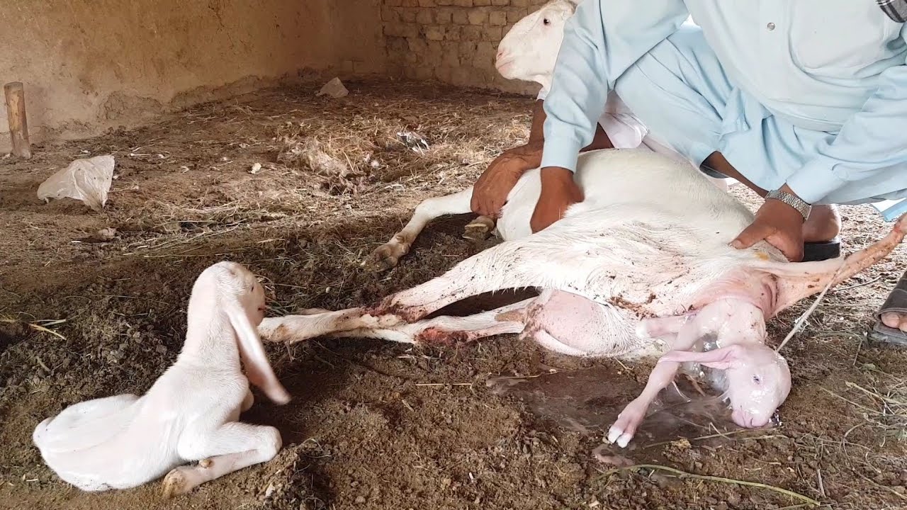 Sone wali bakri !! already so chuki hai Bakrid " do bache Diye Hain ...