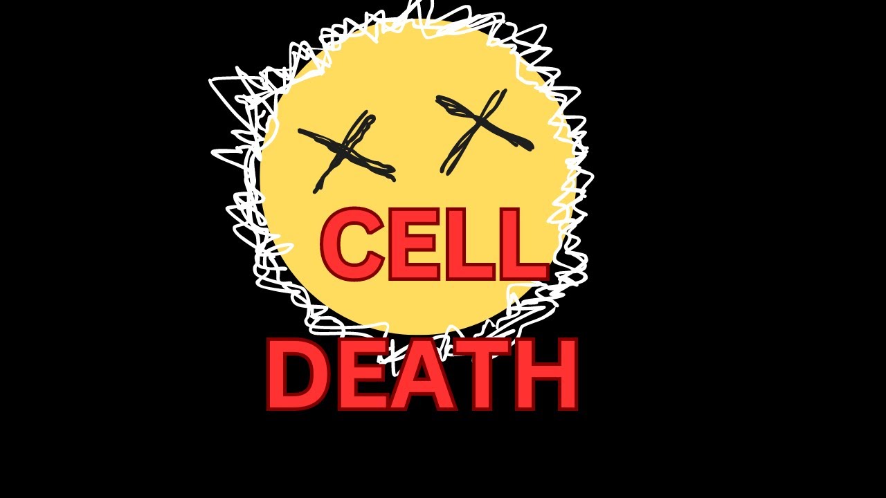 Apoptosis -The Programmed Cell Death - YouTube