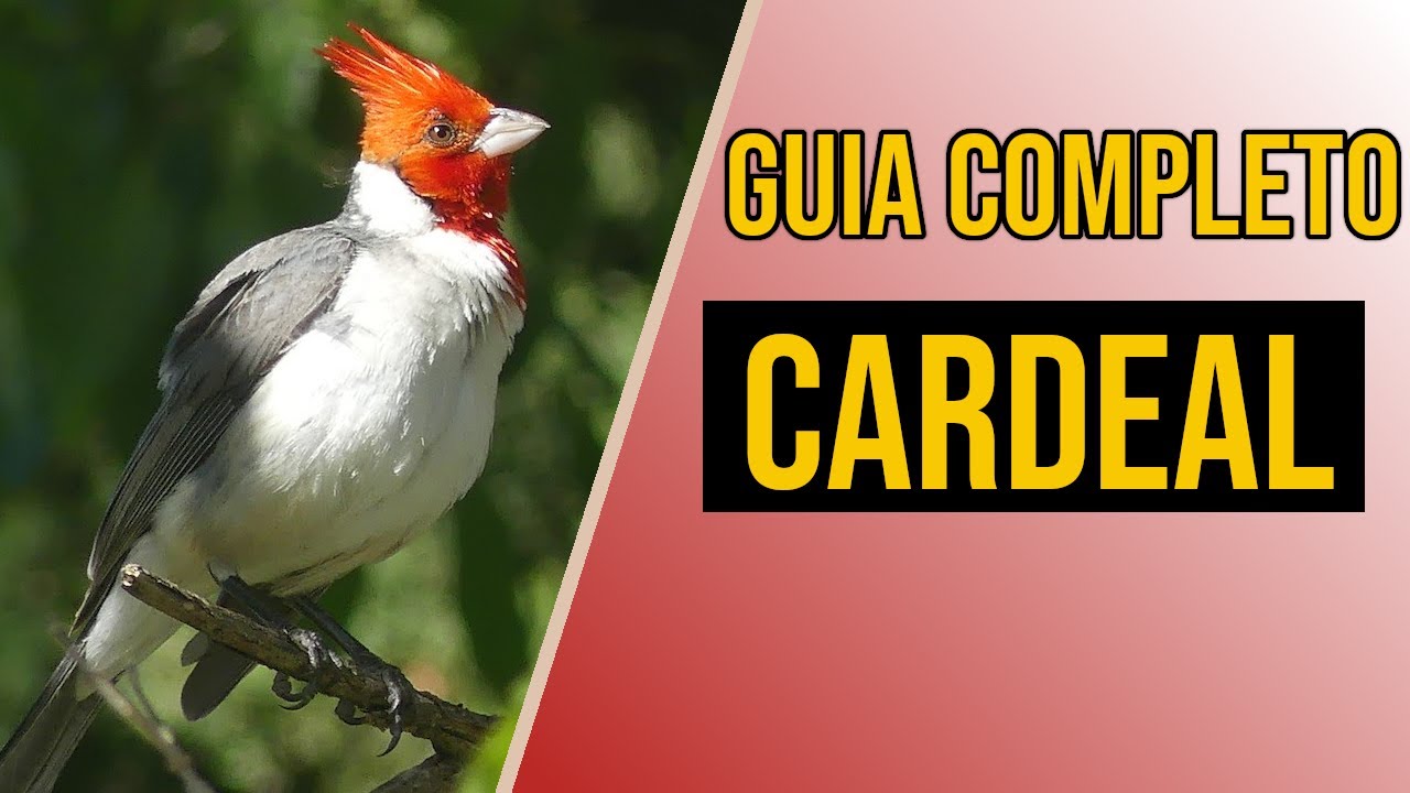 Cardeal: Guia completo de criação! - YouTube