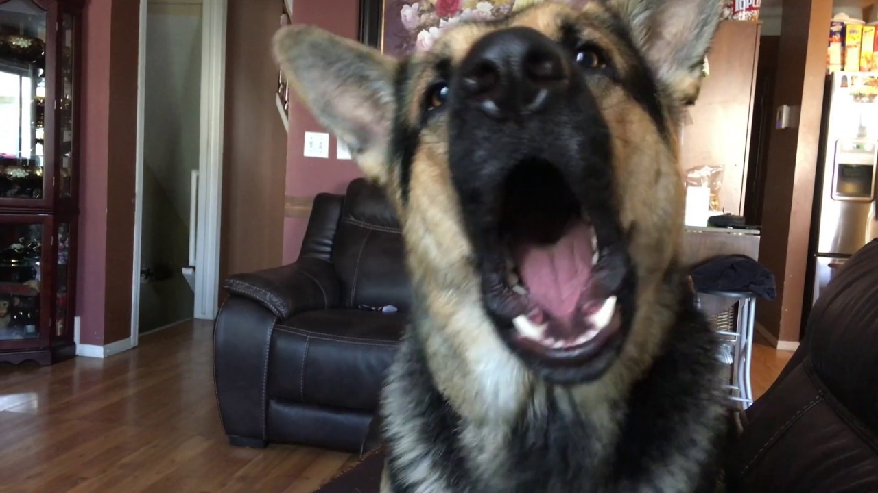 German Shepherd Speaking - YouTube