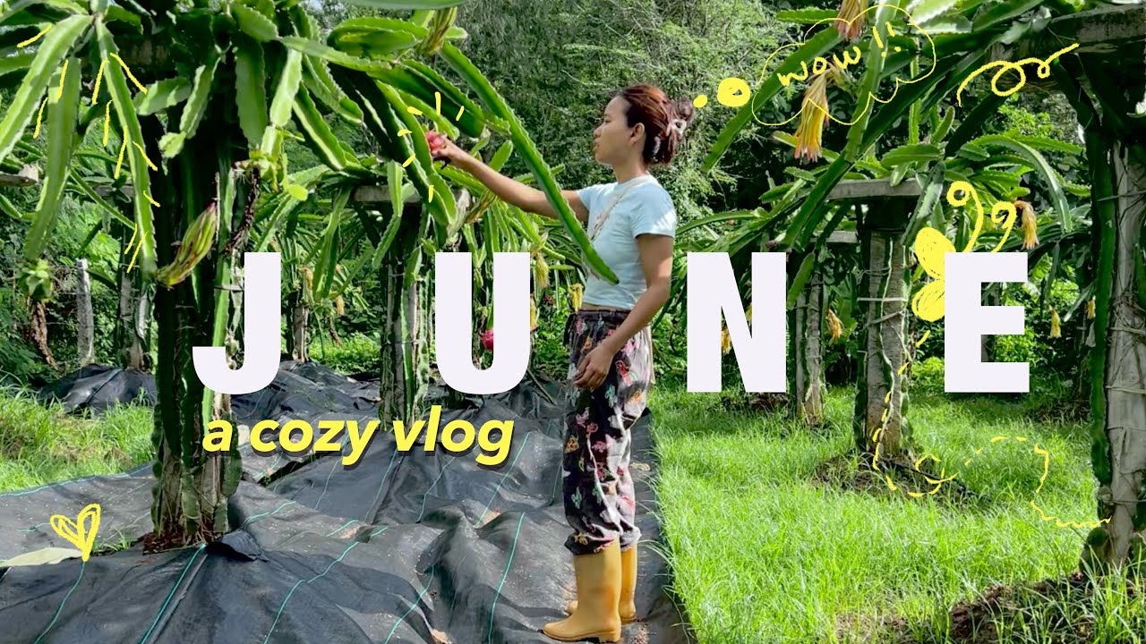 cozy summer days: june vlog (dragonfruit farming, monsoon, cats, cozy ...