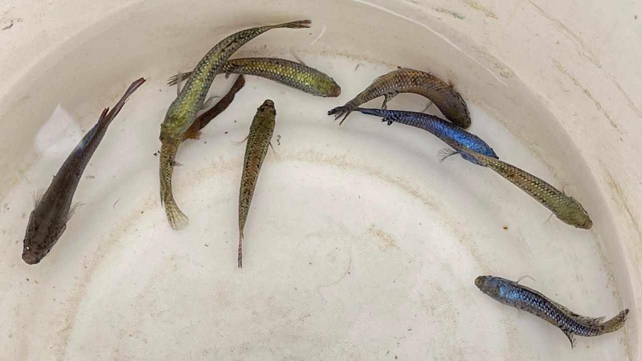 Amazing Unbelievable unique catch betta fish catching and finding a lot ...