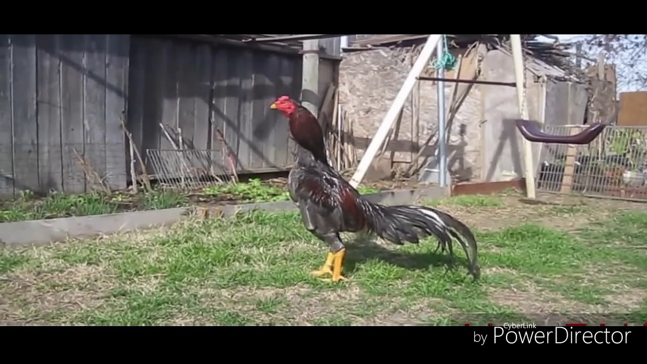 AYAM BRAZILIAN ASAL AMERIKA SELATAN - YouTube