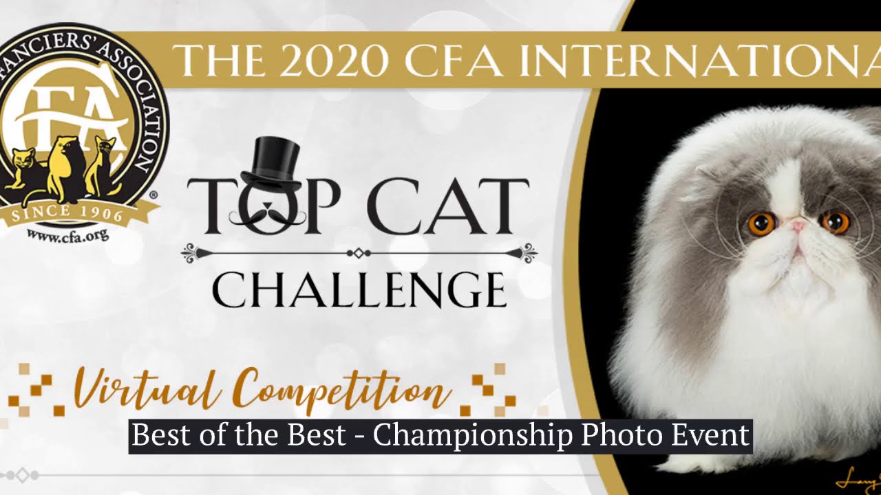 CITCC Best of the Best Championship Cats - Photo Event - YouTube