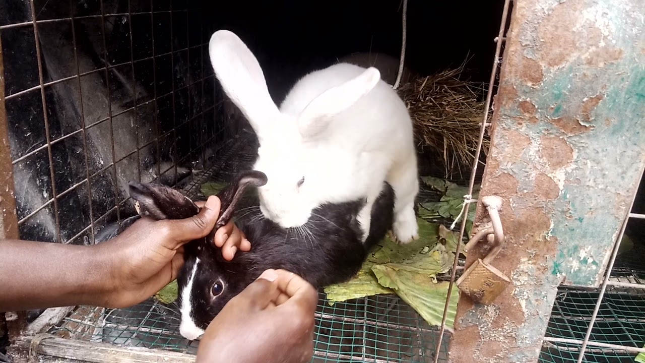 Mating rabbits. Assisted is a successful breeding. - YouTube