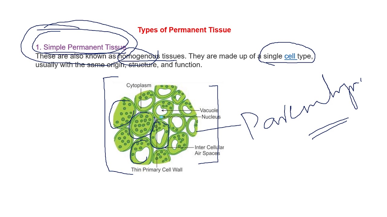 Permanent tissue and Types - YouTube