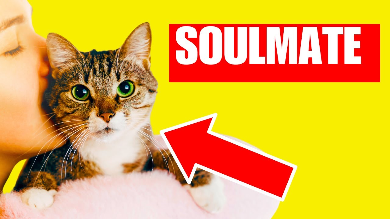 UNEXPECTED: 8 Signs You Have a SOUL Cat (Happens Very Rarely!) - YouTube