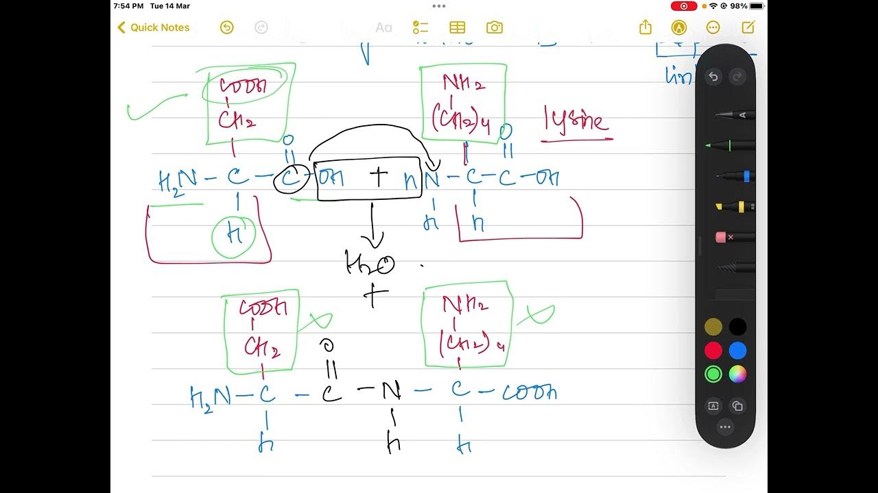 amino acid and polymer, amide and ester linkage formation (condensation polymerization) - YouTube