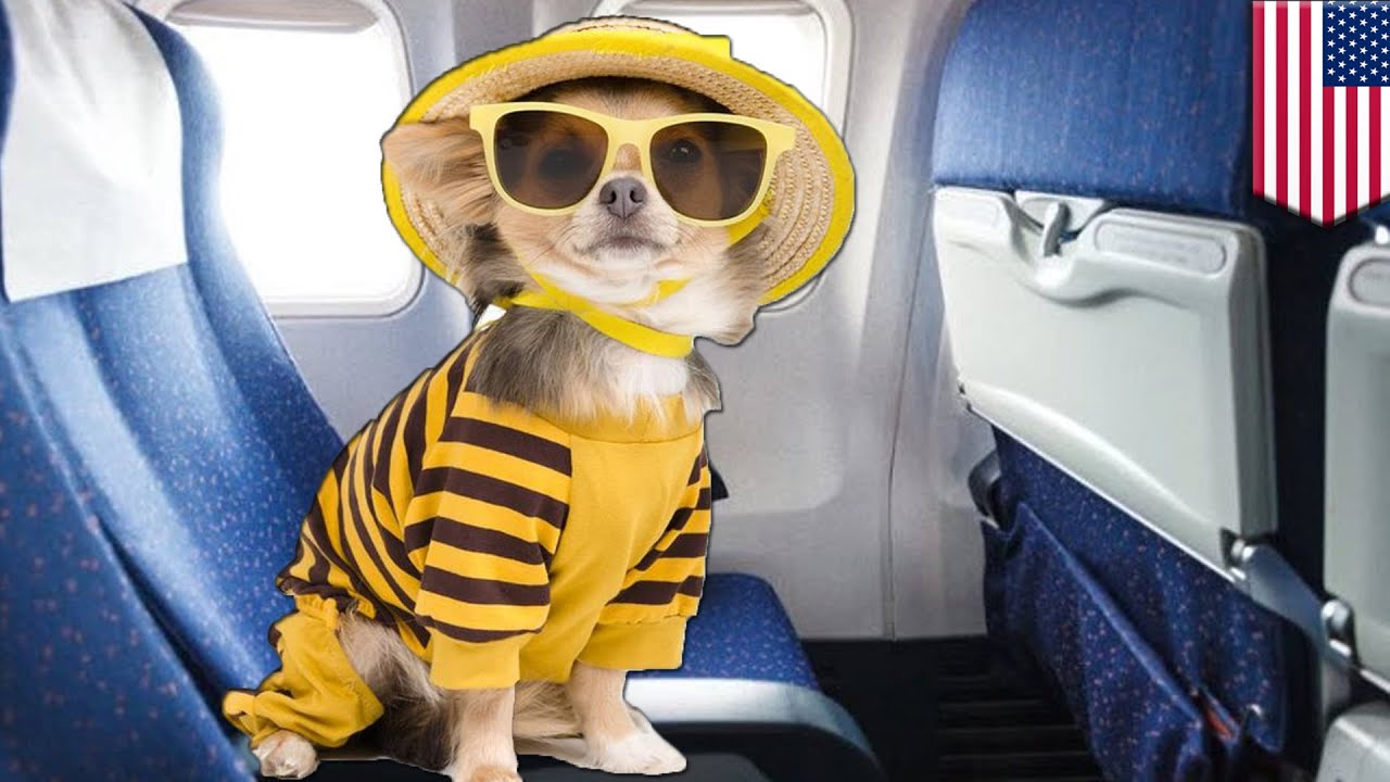 Service and emotional support animals: Stop with the phony service pets ...