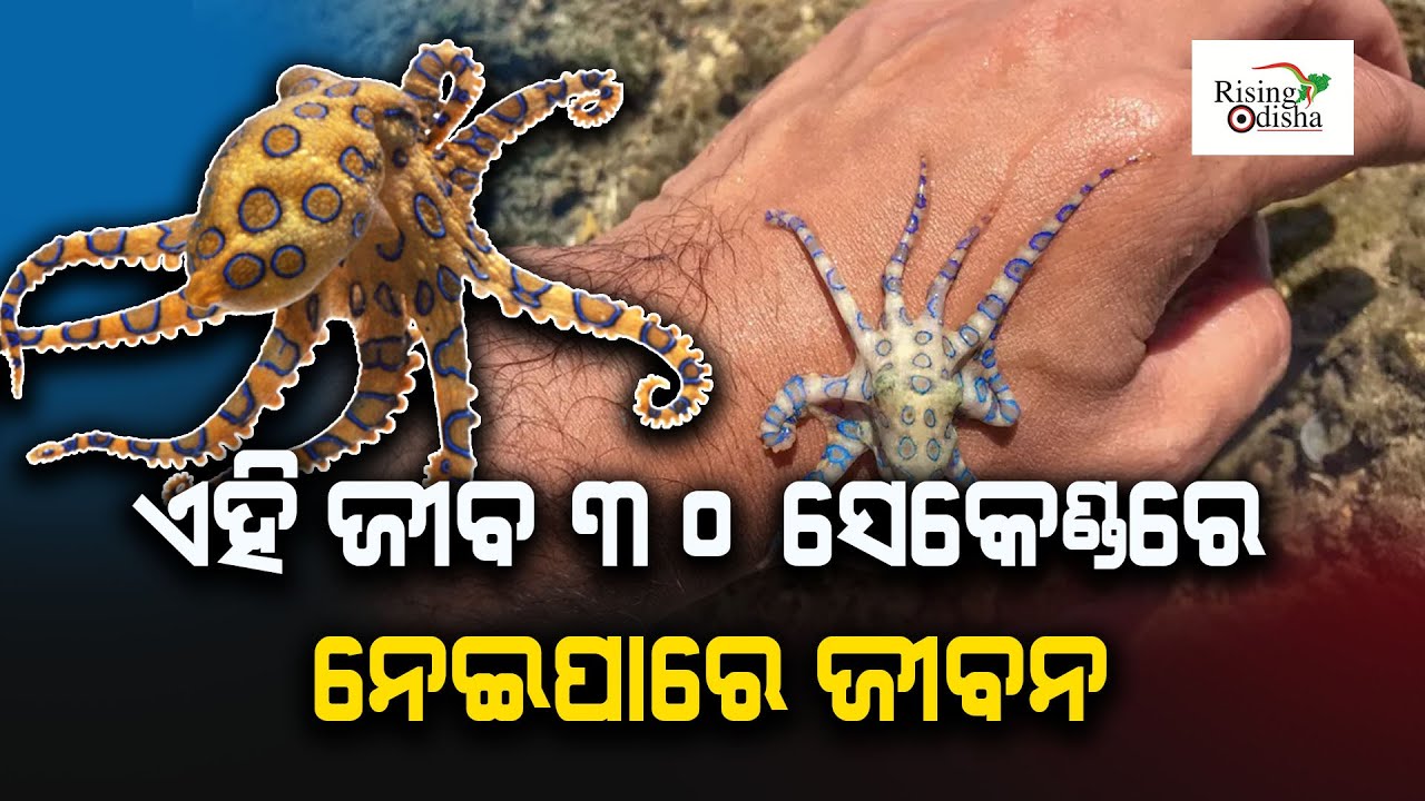 'Blue-Ringed Octopus' The Most Venomous Marine Animal Found in ...