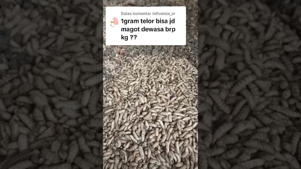 1 Gram Telur Menghasilkan Berapa Kg Maggot Dewasa budidayamaggotbsf