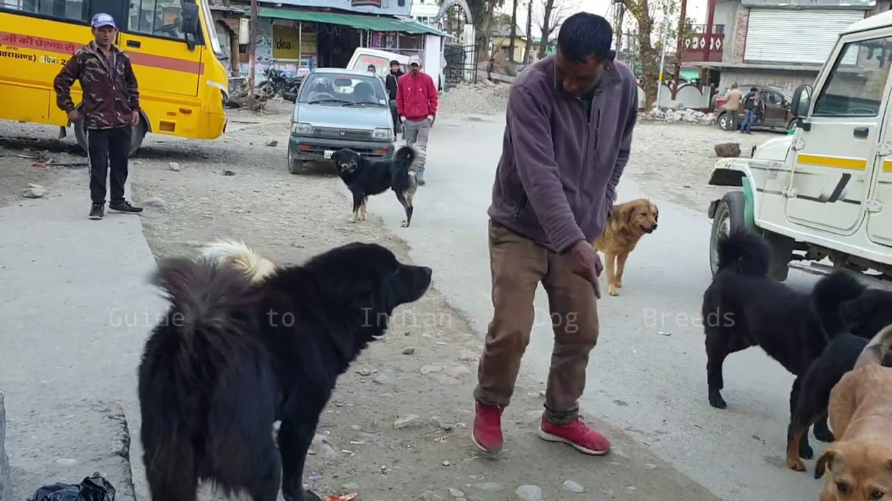 Bhotiya dogs found in street of Munsiyari - YouTube