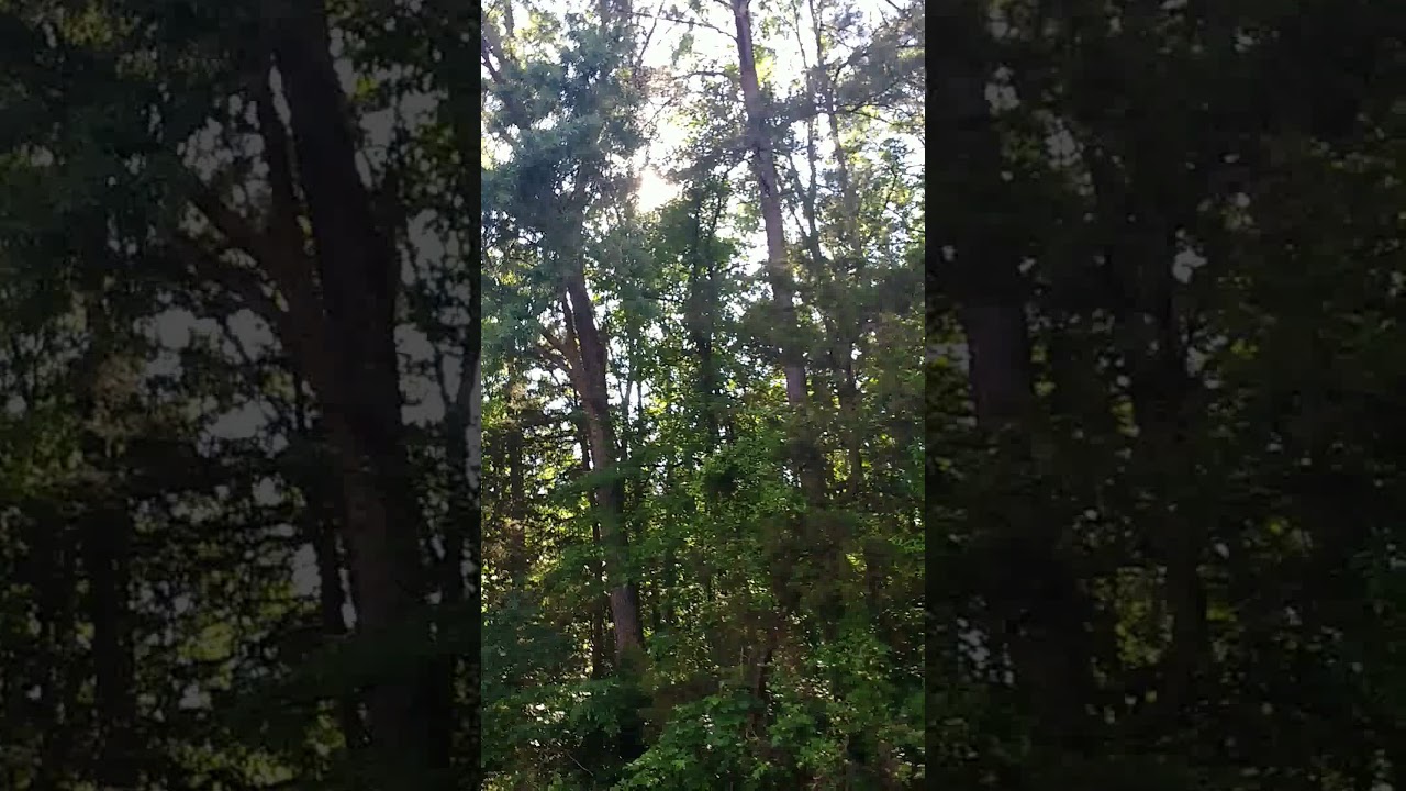 Rustling leaves - YouTube