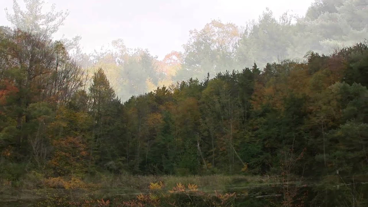 Lime Hollow Nature Center - Cattail Pond - YouTube