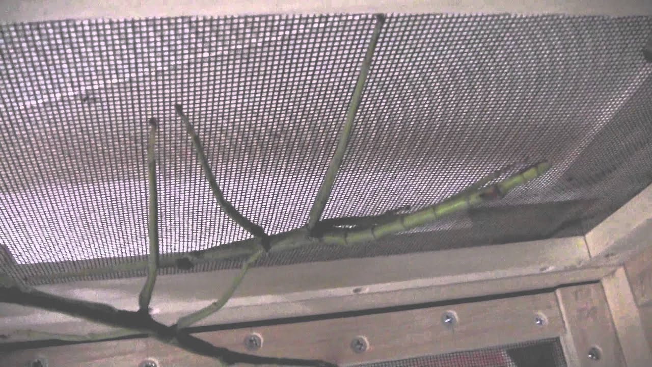 Pharnacia ponderosa foot long stick insect - YouTube