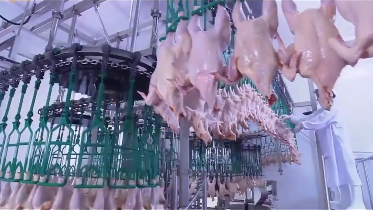 Watch This Amazing fully Auto Poultry Processing Machine - YouTube