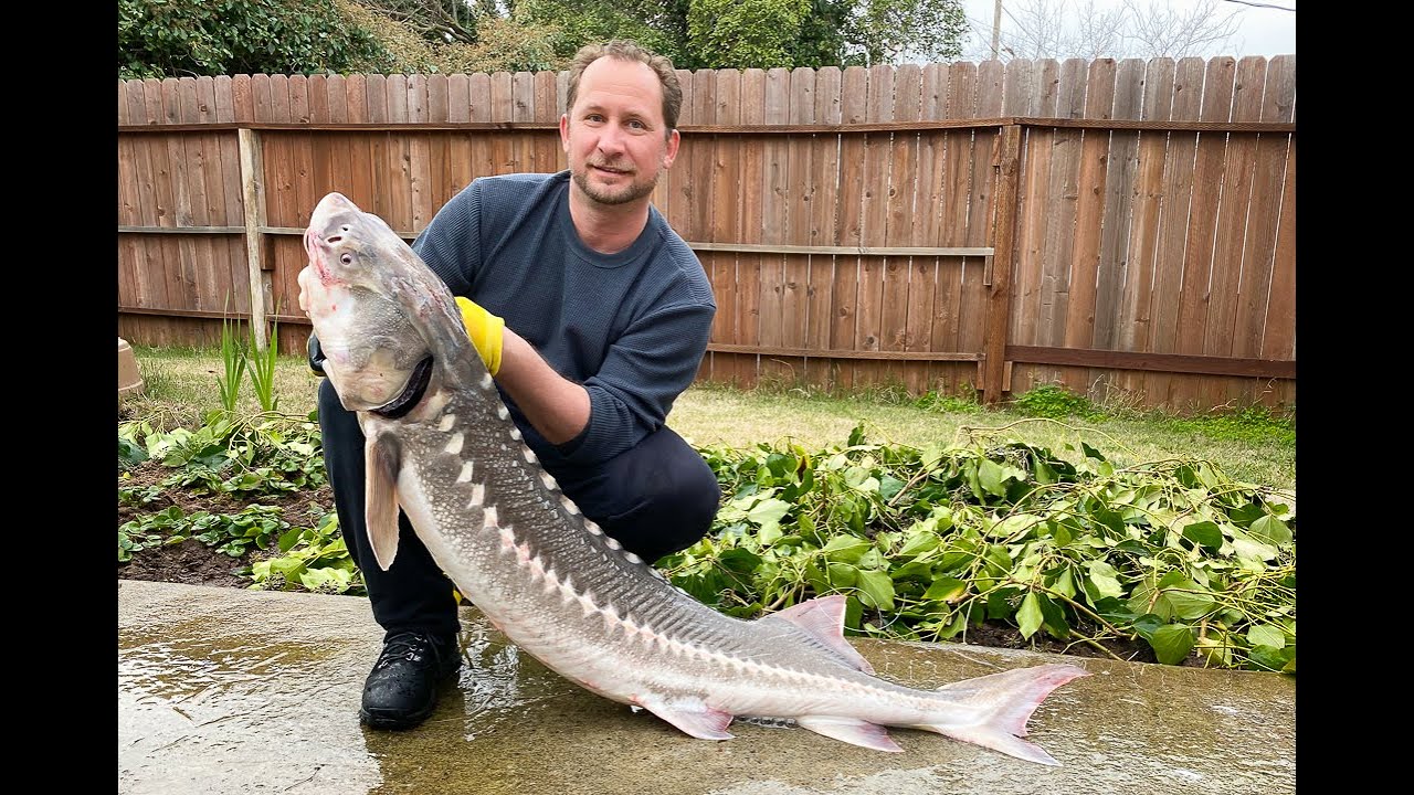 Sacramento River Sturgeon - YouTube
