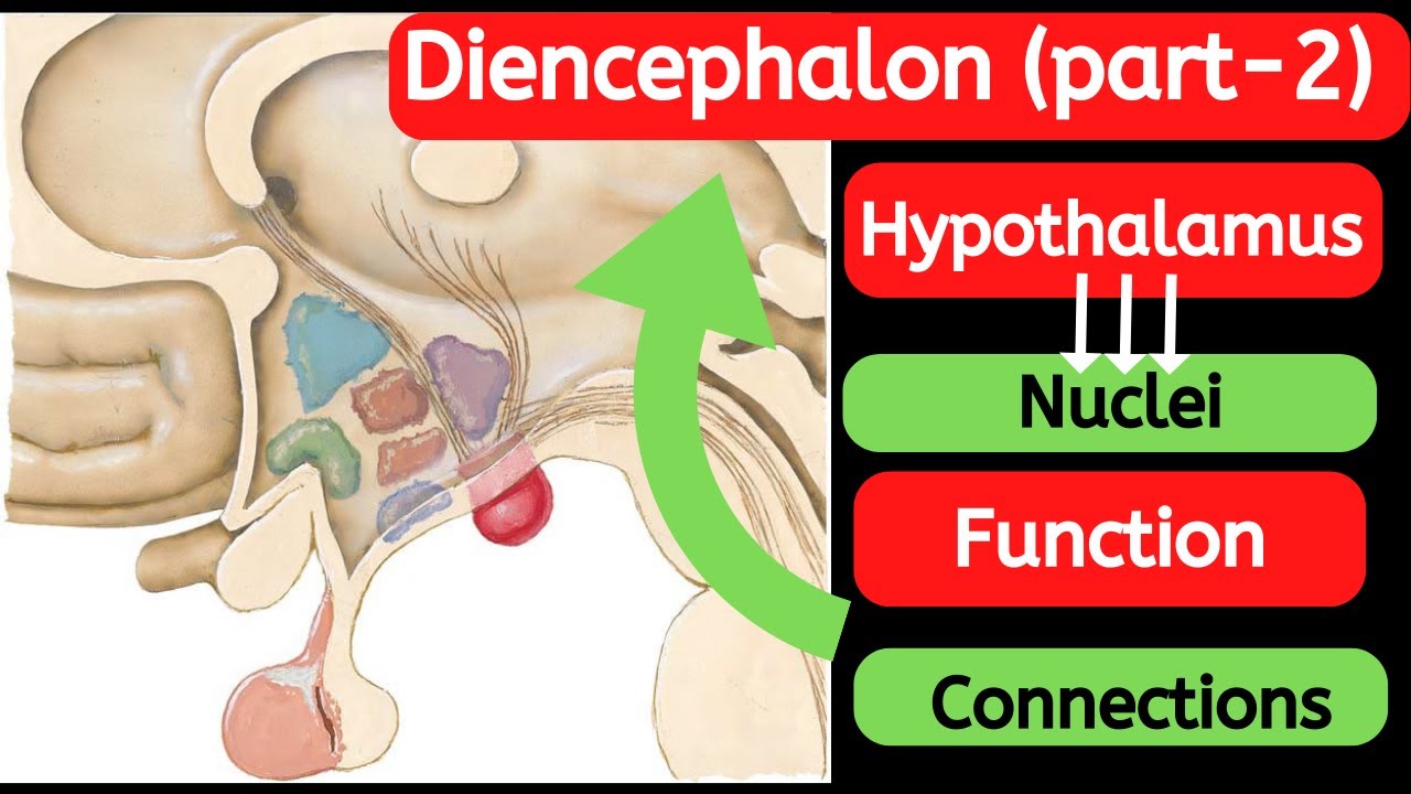 22- Anatomy of diencephalon (part-2) - YouTube
