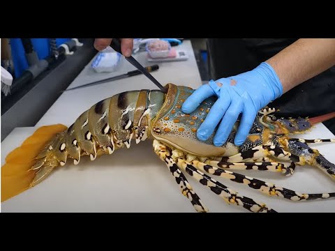 Amazing Giant Dandy Lobster Cooked ।। creative idea - YouTube