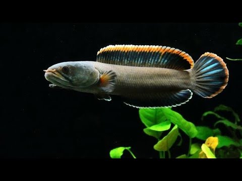 Cá lóc vây xanh limbata - 1 dòng cá lóc cảnh đẹp, giá bình dân dễ tiếp ...